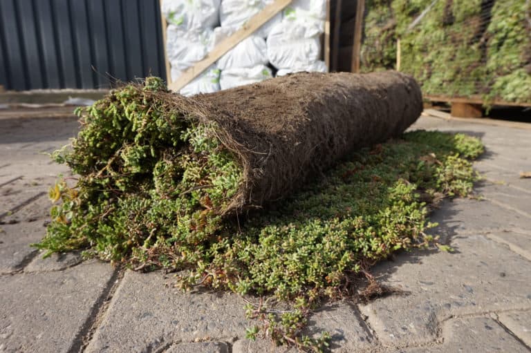 Sedummixmat ons meest verkochte sedummat met 19 soorten sedums.