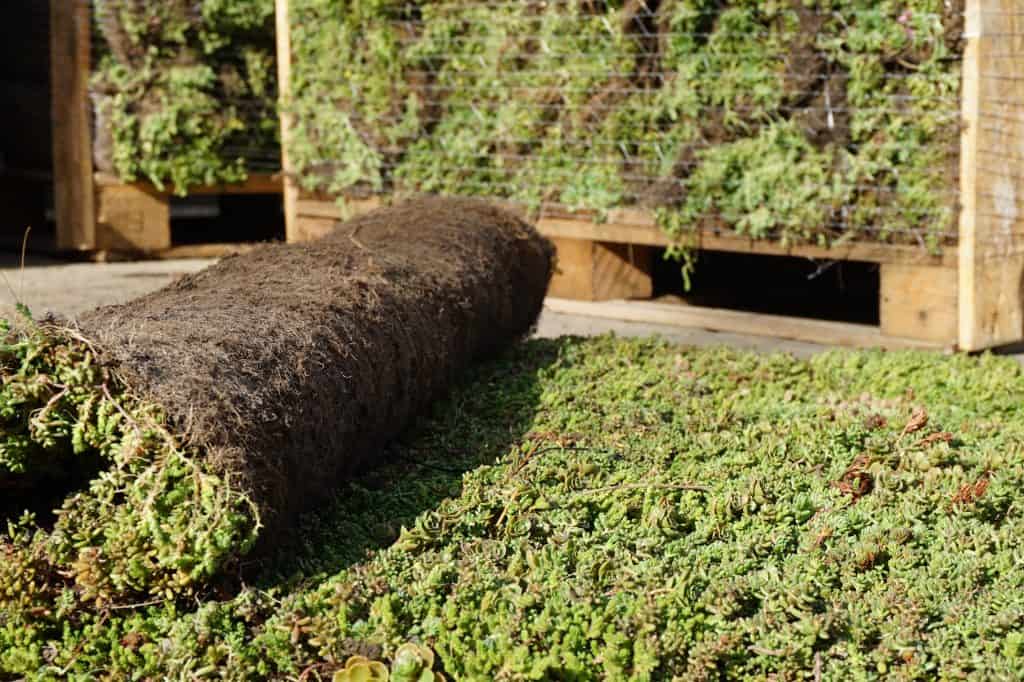 Sedummixmat ons meest verkochte sedummat met 19 soorten sedums.